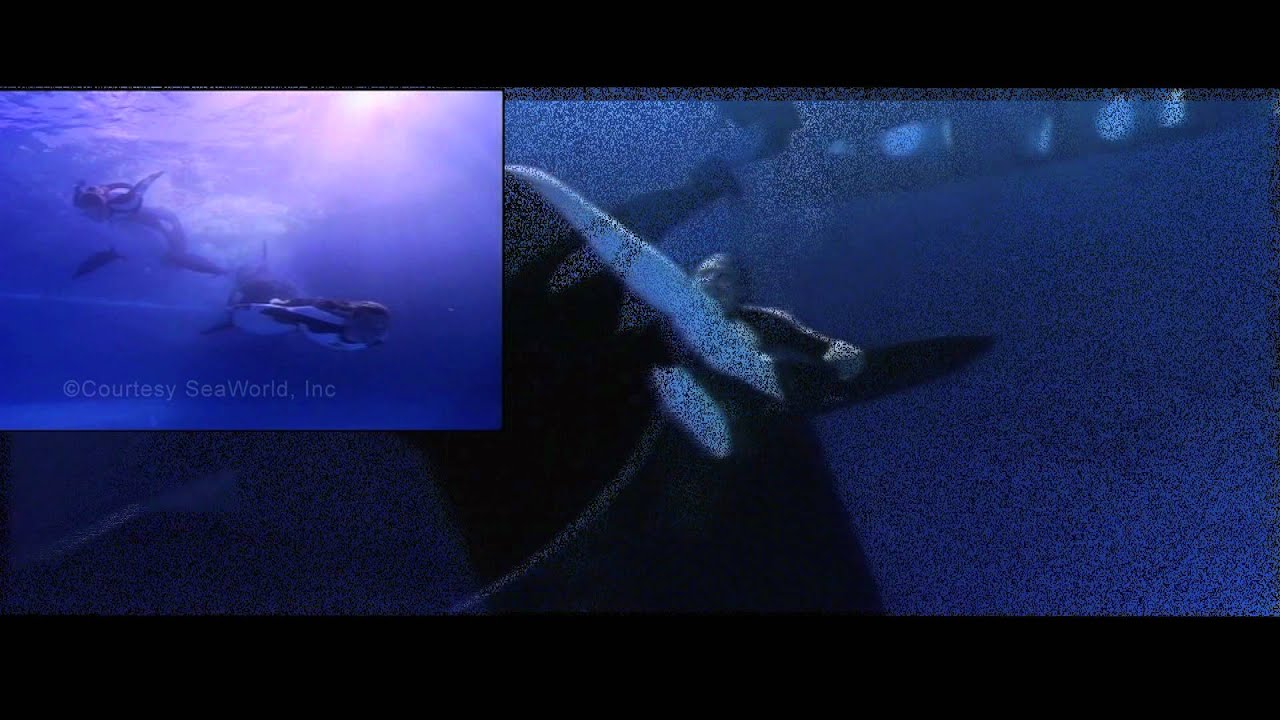 Sea World Commercial - YouTube