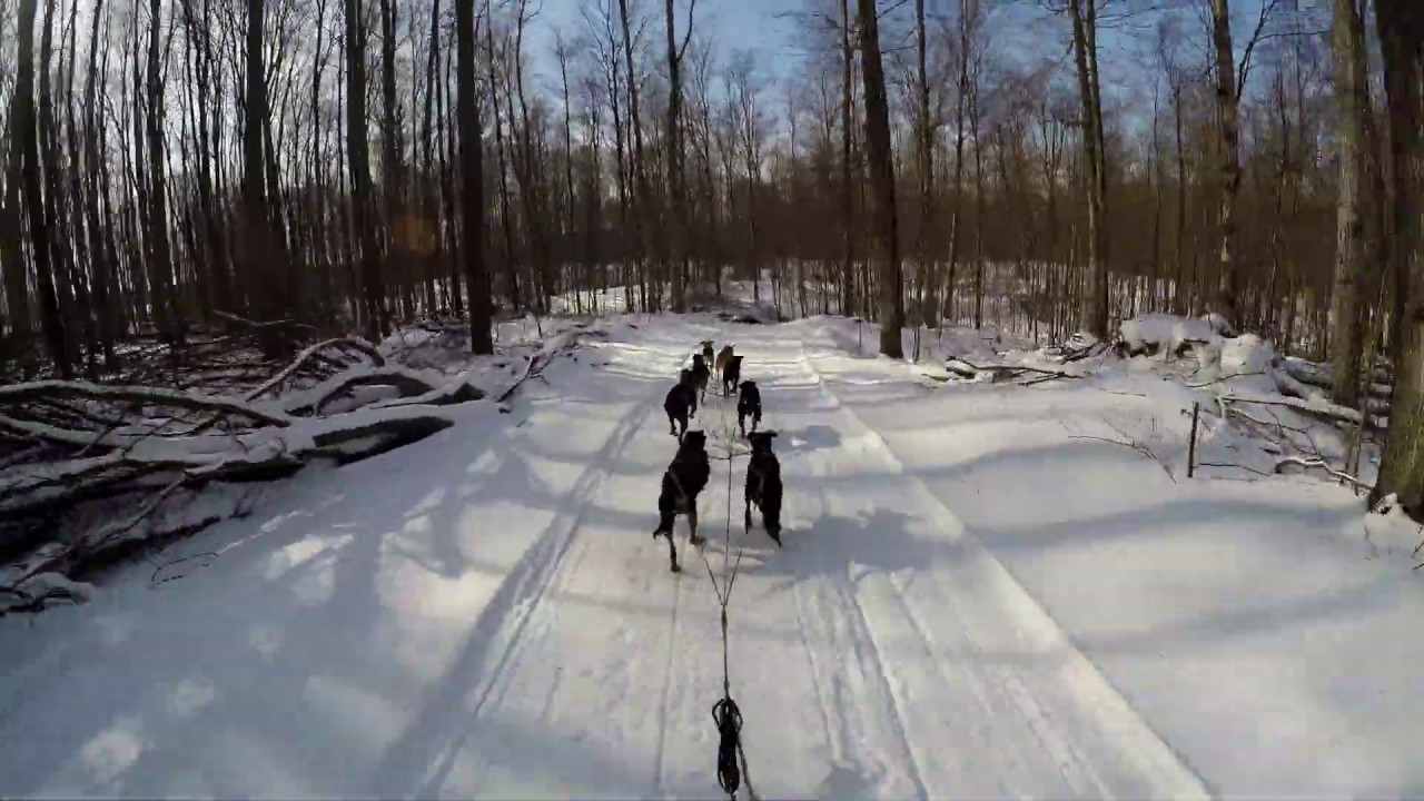 Double Sled Dog Training - YouTube