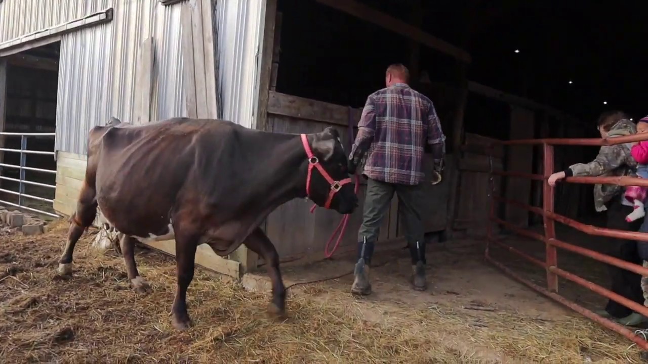 Milking Our Family Milk Cow - YouTube