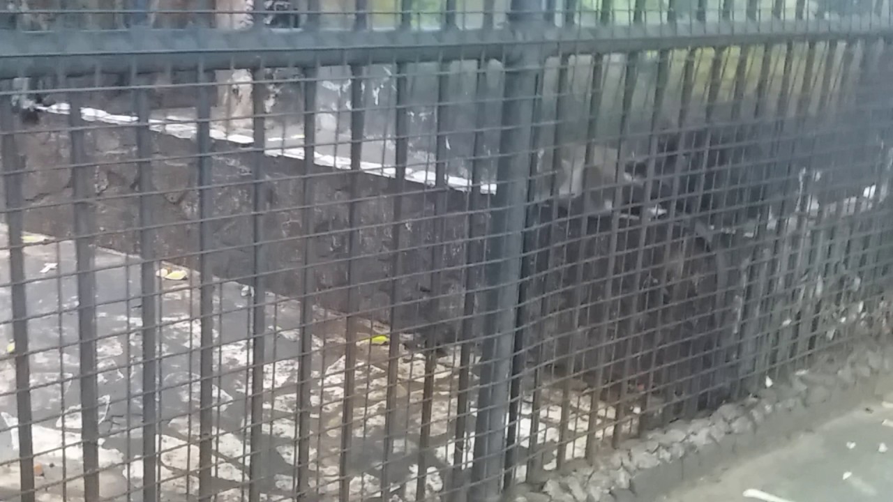 Monkeys at Manila Zoo - YouTube