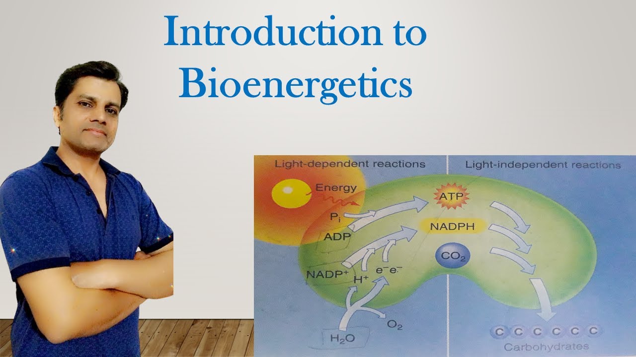Bioenergetics | Redox Reaction| ATP Molecule | Bioenegetics | Chap.7 ...