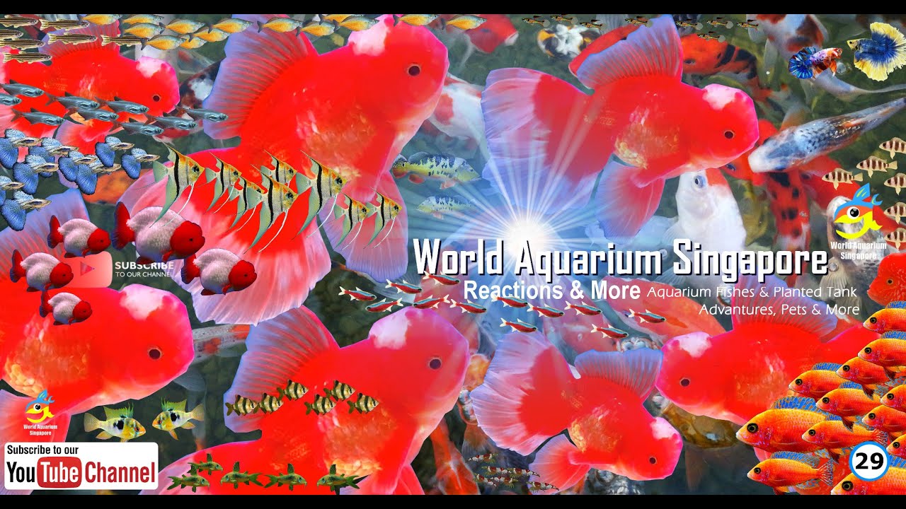 MUST SEE The Origin of Goldfish EPIC MusicStory - History of Goldfish ...