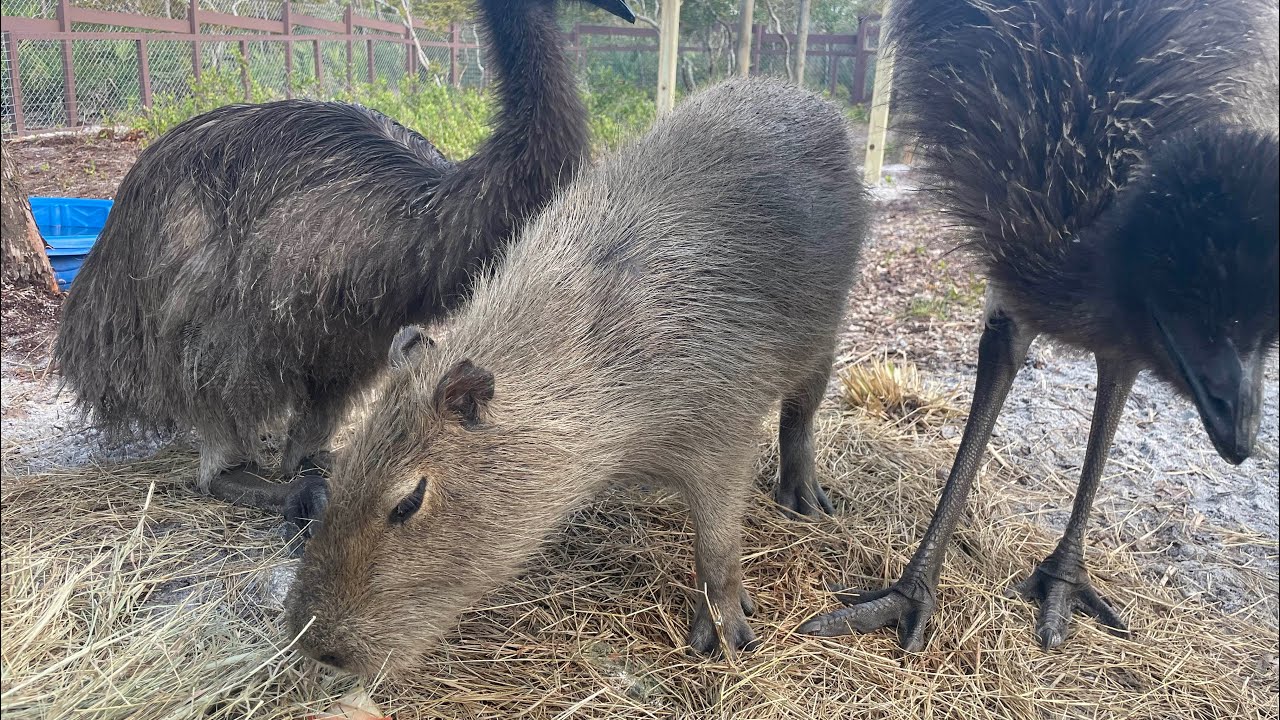 Capybara and Emus share a watermelon slice! - YouTube