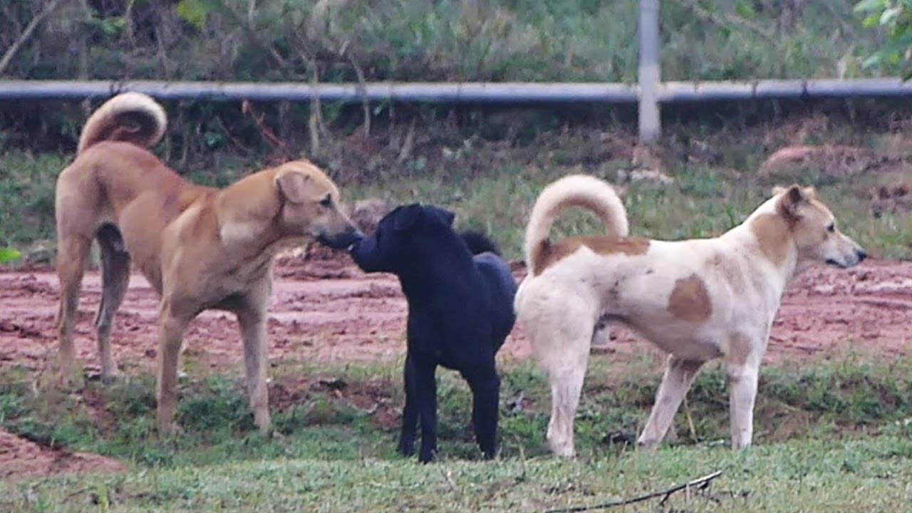 Countryside dogs facing each other in the field || #1884 Nature Show ...