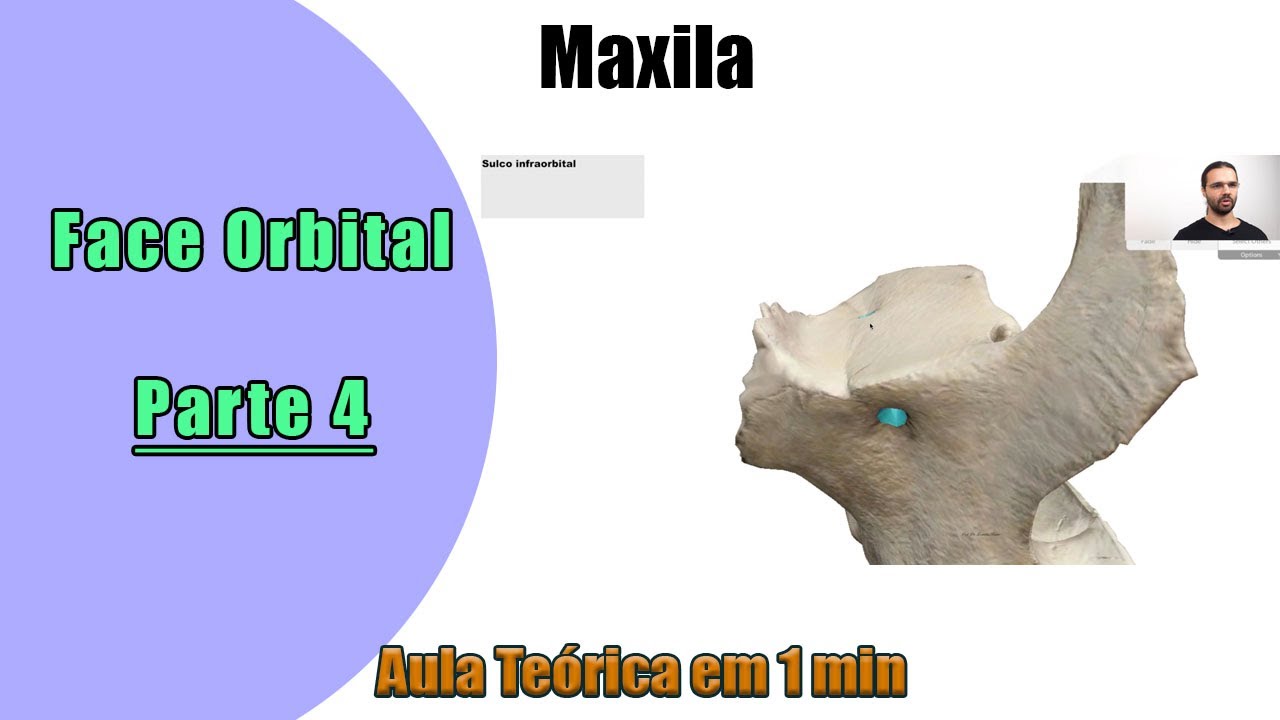 Maxila Face Orbital - Aula 4 Teórica - Anatomia - Anatomia Humana - YouTube