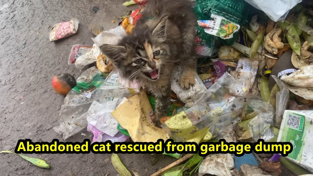 垃圾堆裡救回一隻被丟棄的小貓Abandoned kitten rescued from garbage dump - YouTube
