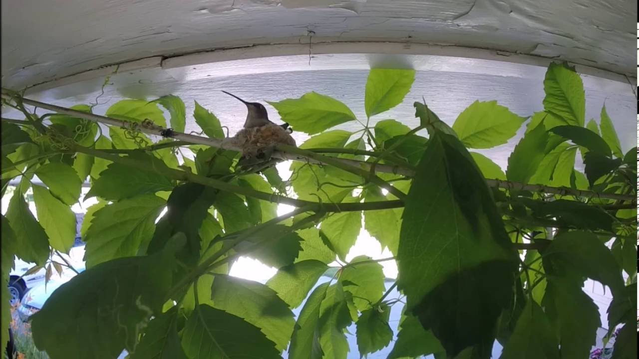 Hummingbird vs Spider - GoPro - YouTube