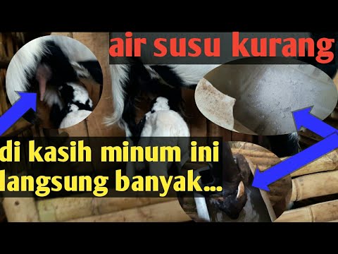 Air susu Kambing Kurang. kasih minum ini...