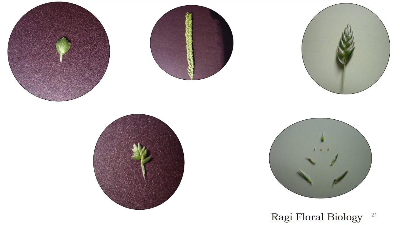 Ragi botanical description, heterosis and hybridization - YouTube