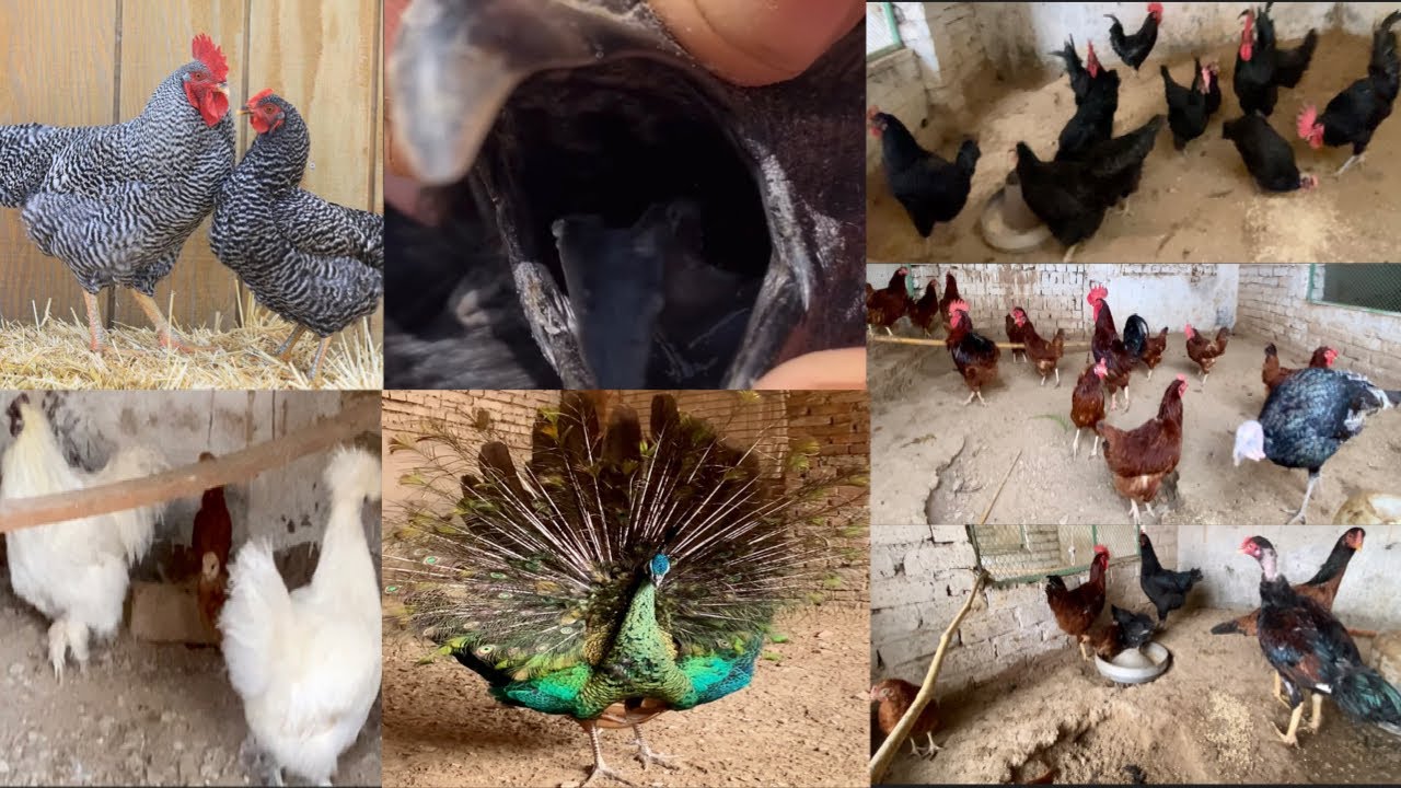 My Hens Setup || Fancy and Egg laying - YouTube