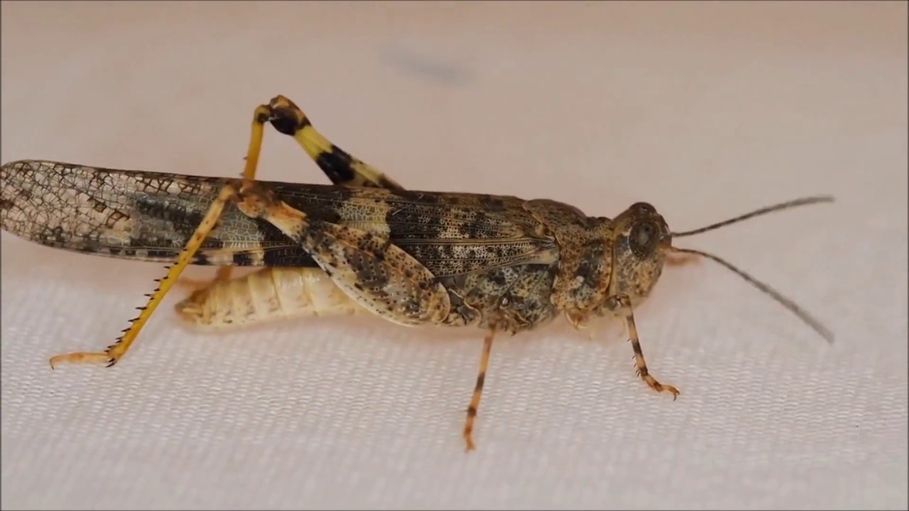 Orthoptera (Straight wings) Meet the Family - YouTube