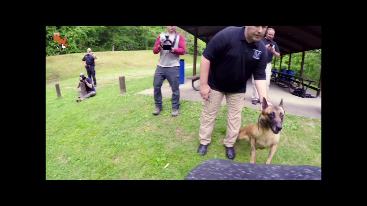 Brave wilderness dog bite - YouTube
