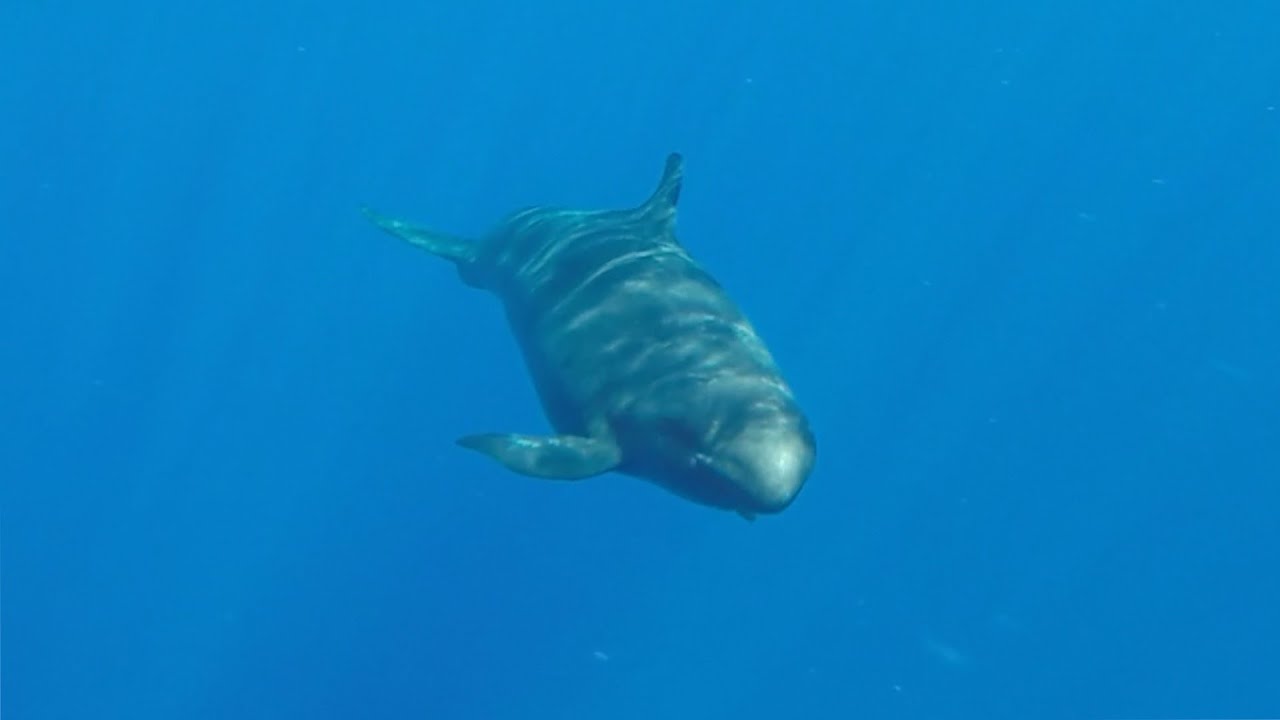 GoPro: Dolphin Excursions 23 Nov 14 Channel Edit - YouTube