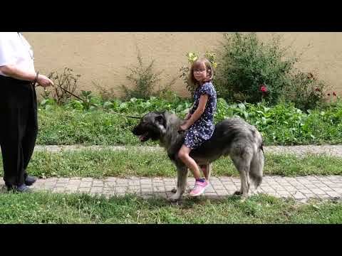 riding dog