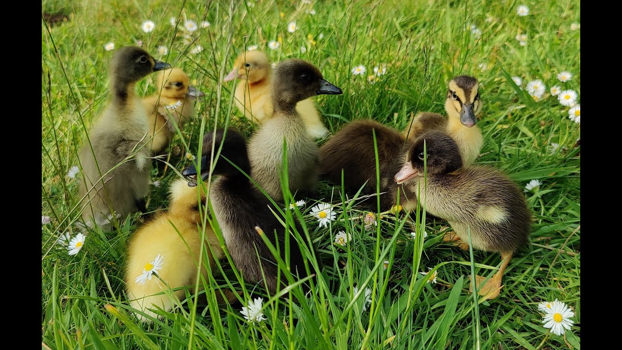 Duck Watch - Week 4 Hatch Week - YouTube