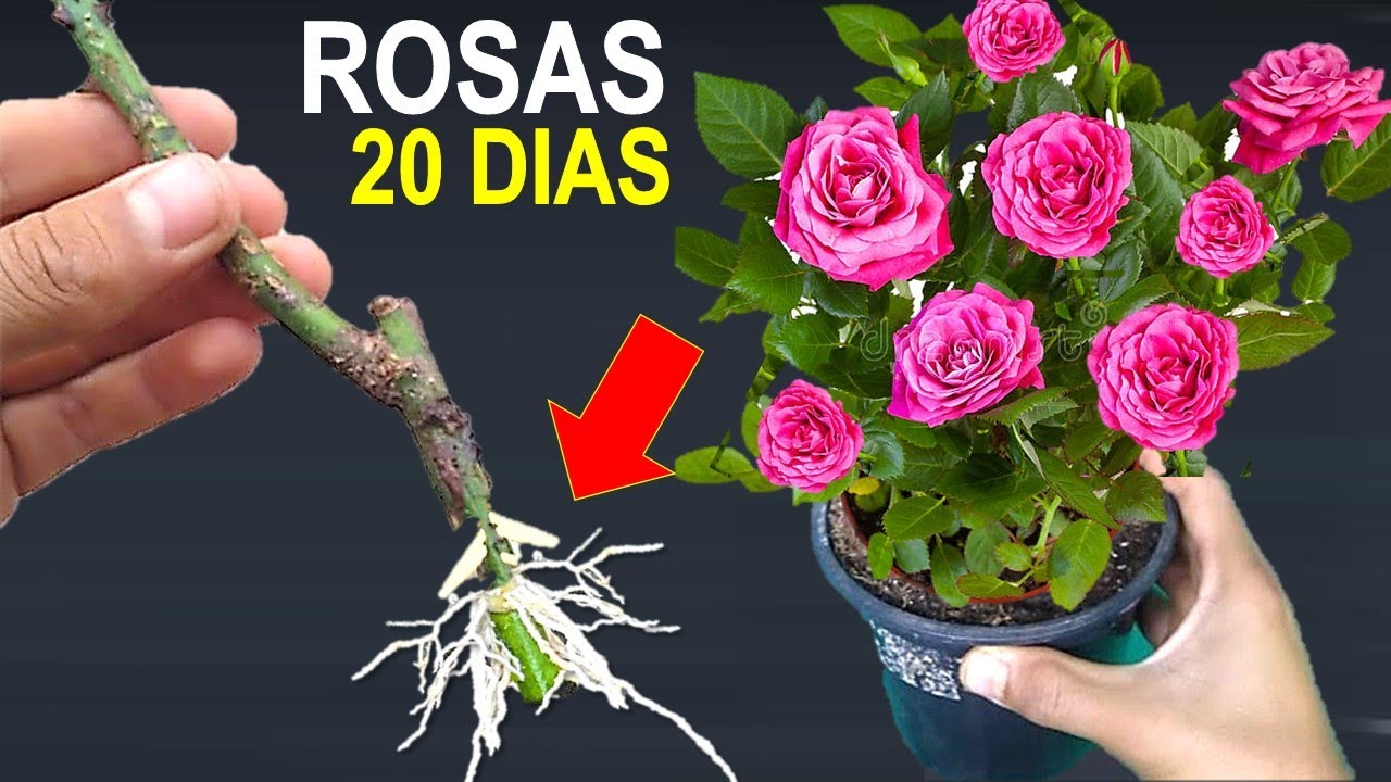 Como Fazer Mudas de Rosas pelo Galho (da Forma mais Fácil que Existe ...