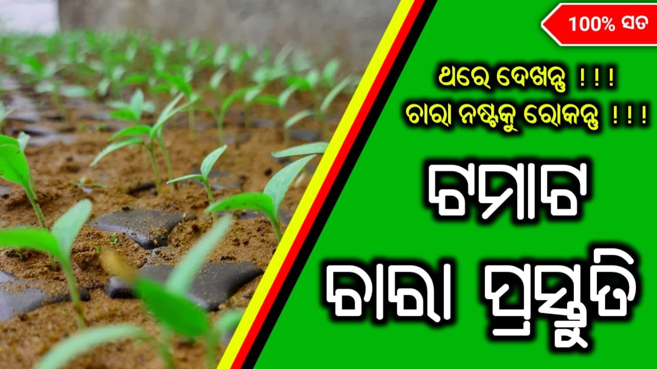 ଟମାଟ ଚାରା ପ୍ରସ୍ତୁତି ର ସଠିକ ଉପାୟ | tamato chara prastuti sathik upaya ...