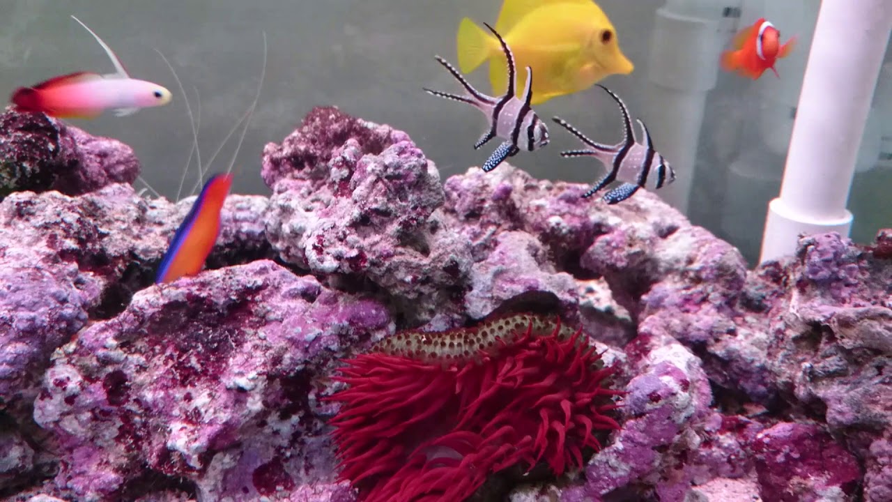 My Hawaiian maroon anemone - YouTube