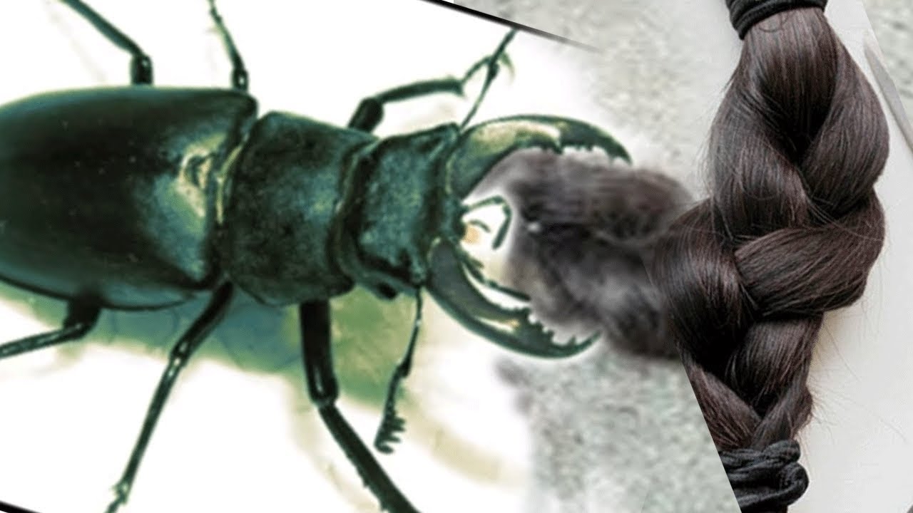 यस्तो रहेछ थाहै नपाई चुल्ठो काटिनुको रहस्य | Hair Cuting insect in ...