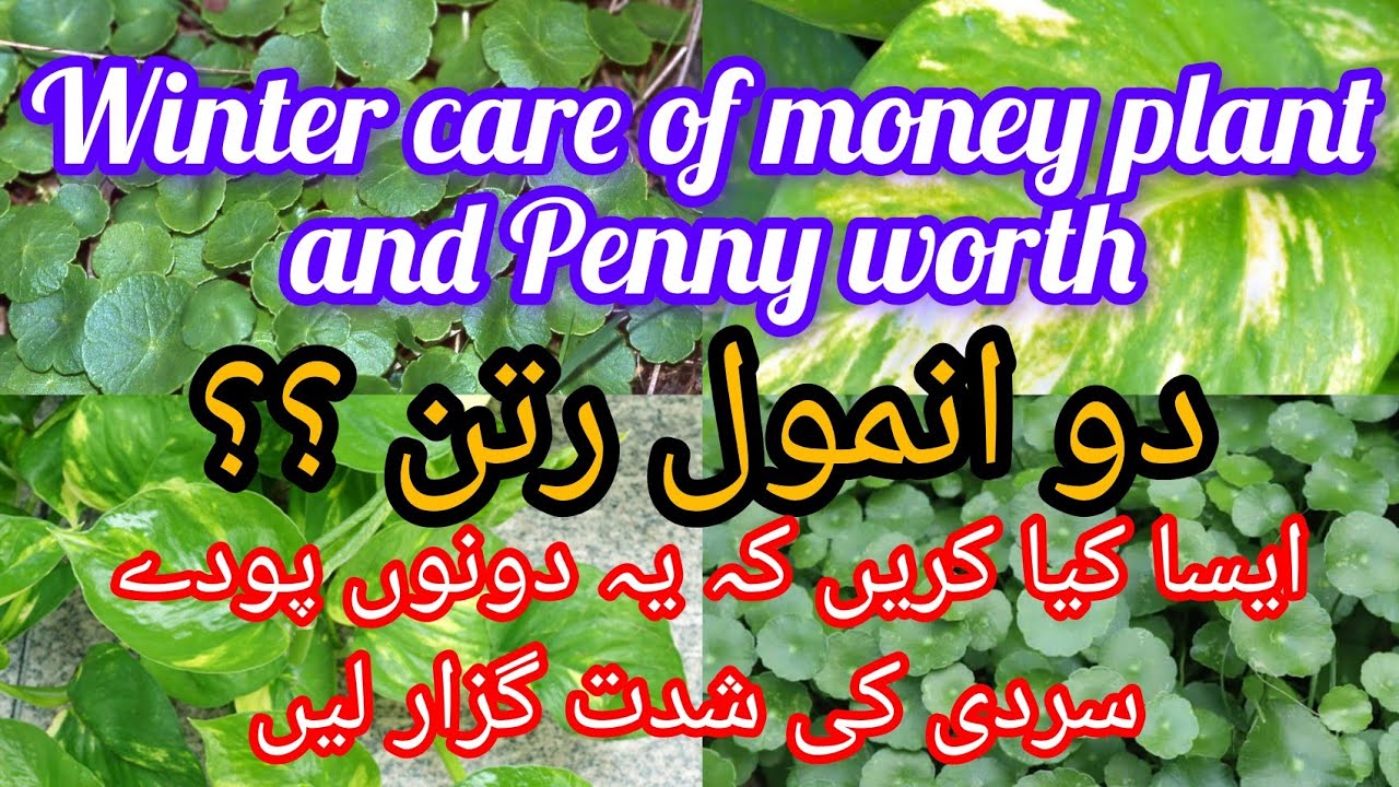 How to grow permanent plants cuttings in November.Grow permanent plants ...