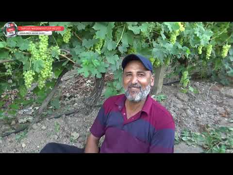 Tarsus Taşkuyu Köyünde Üzüm Hasadı HD