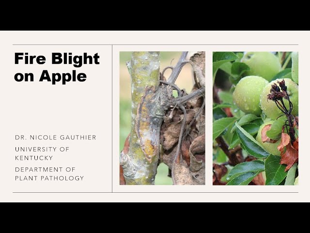 Fire Blight Disease Treatment