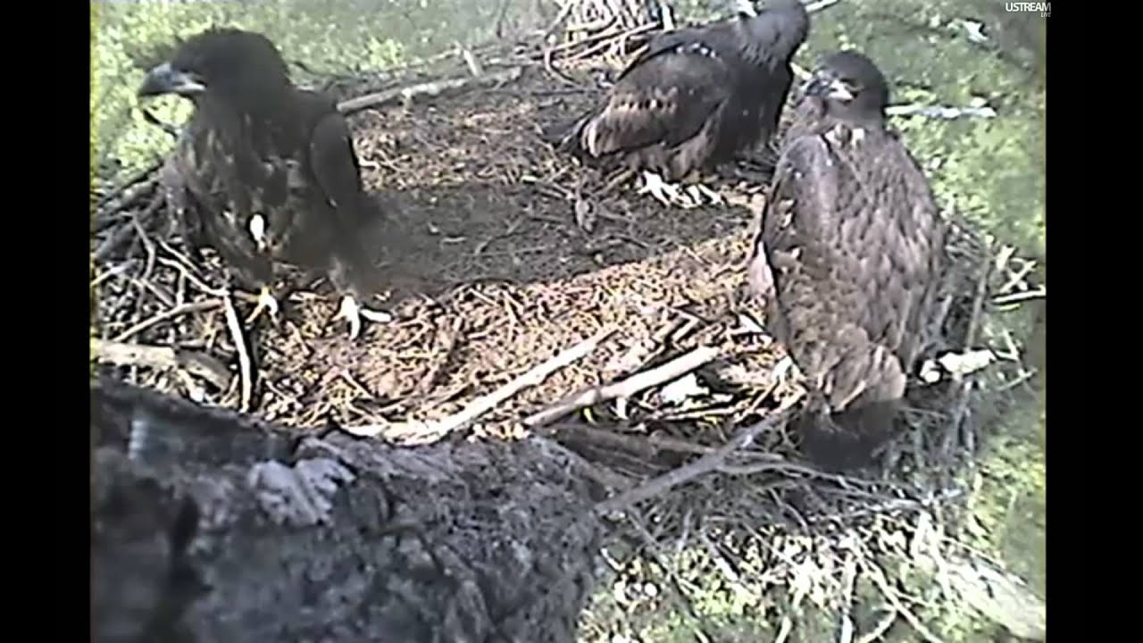 Decorah Eaglets are learning to Fly - YouTube