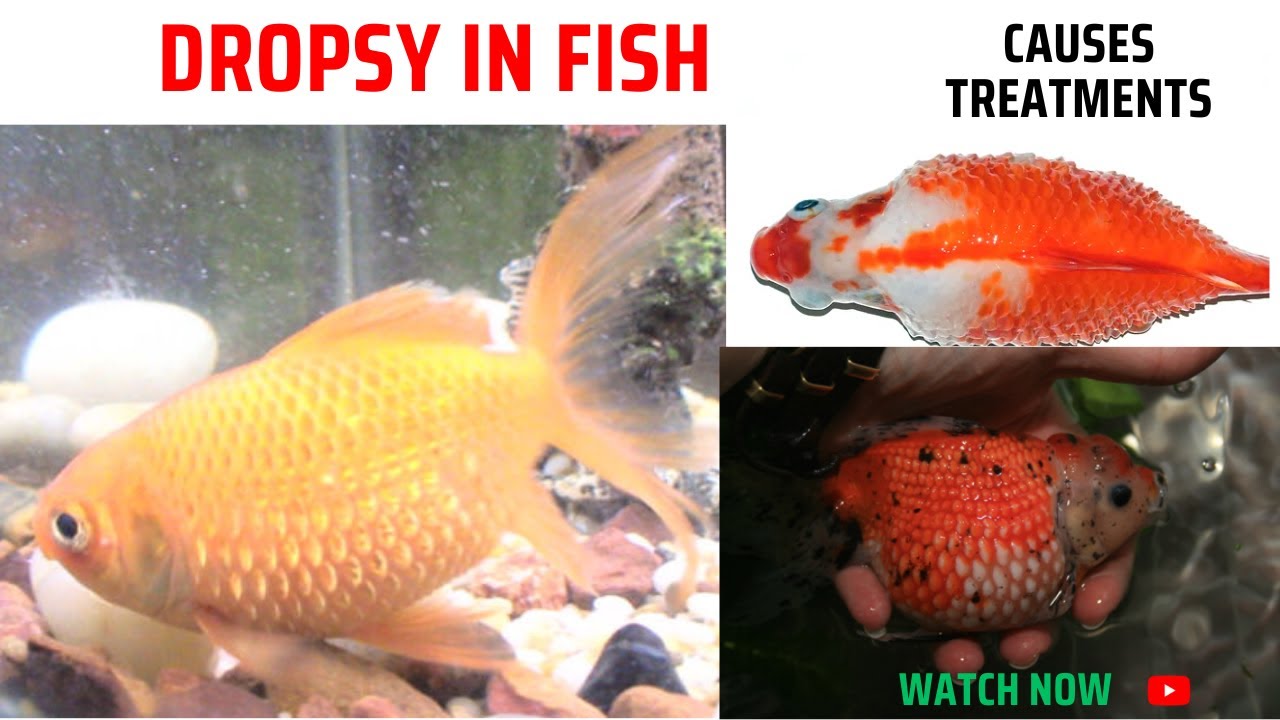 Dropsy in Fish/Causes/Effects/Treatments - YouTube