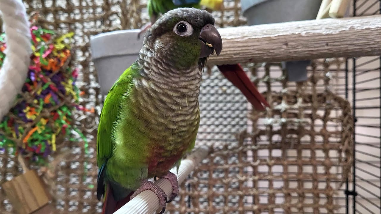 7 hours conure parakeet sounds for relaxation - YouTube