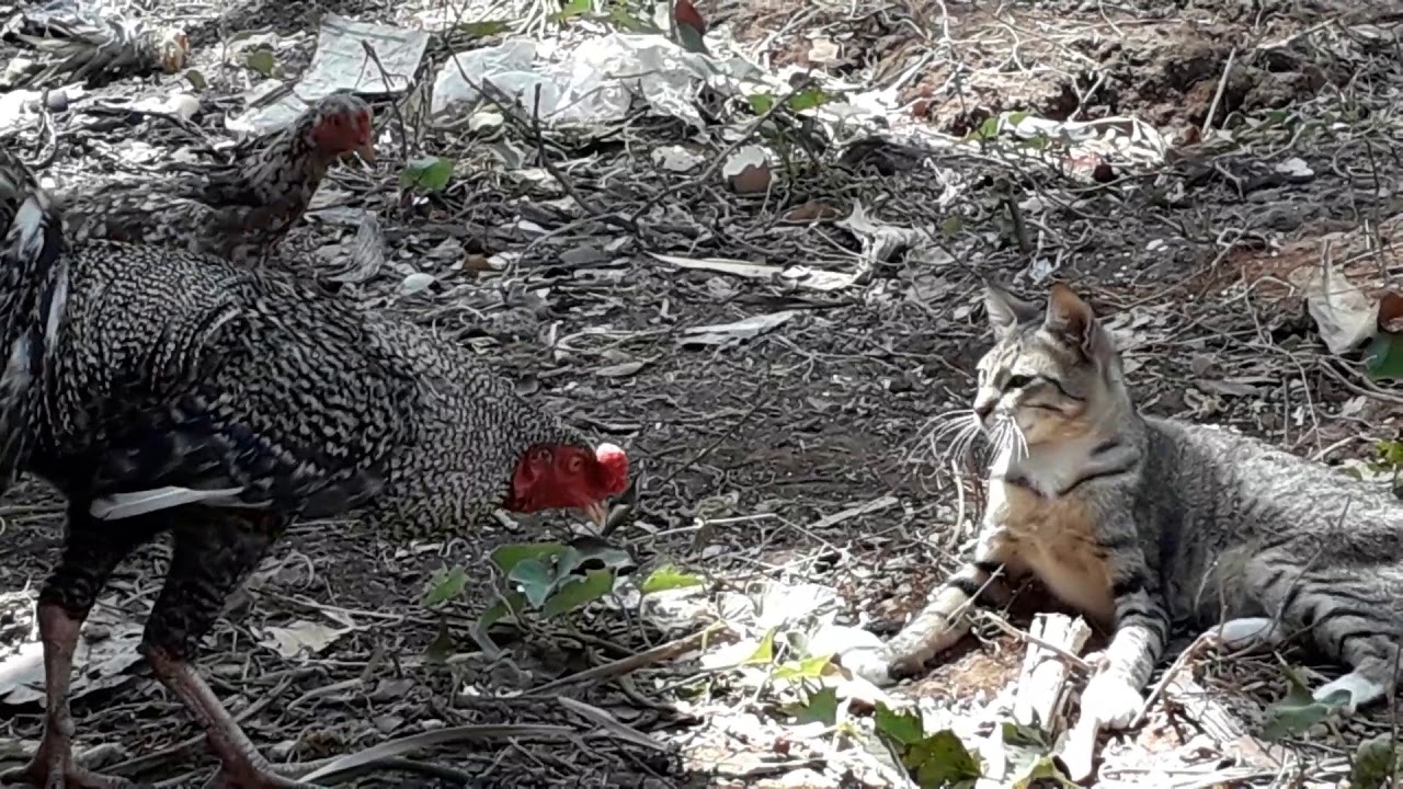 Kucing Berteman Ayam - YouTube