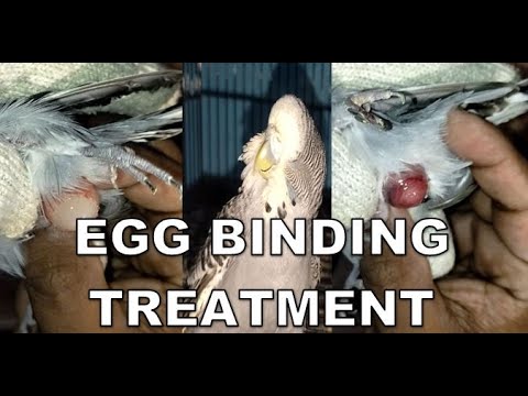 Budgies Egg Binding Issues | Treatment for Egg Binding - YouTube