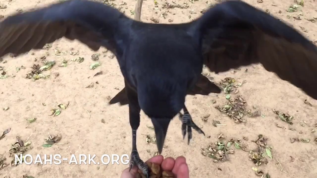 Gru the crow flying at you in slow motion... Twice! - Noah's Ark Animal ...