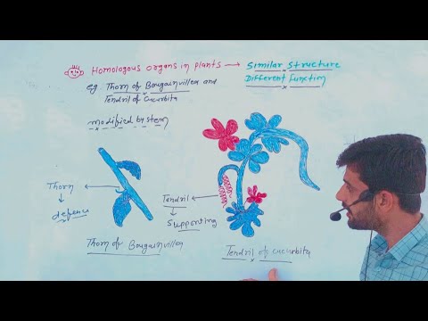 class 12th biology homologous organs in plants #boardexam #biology # ...