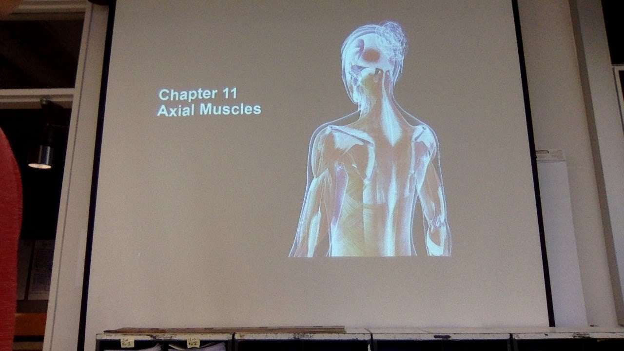 3/9 axial muscles lab - YouTube