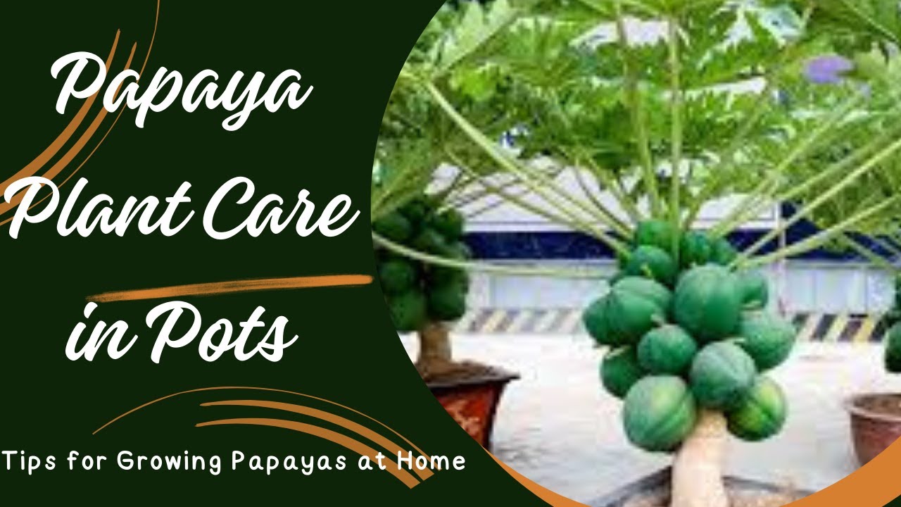 Papaya Plant Care in Pots: Tips for Growing Papayas at Home - YouTube
