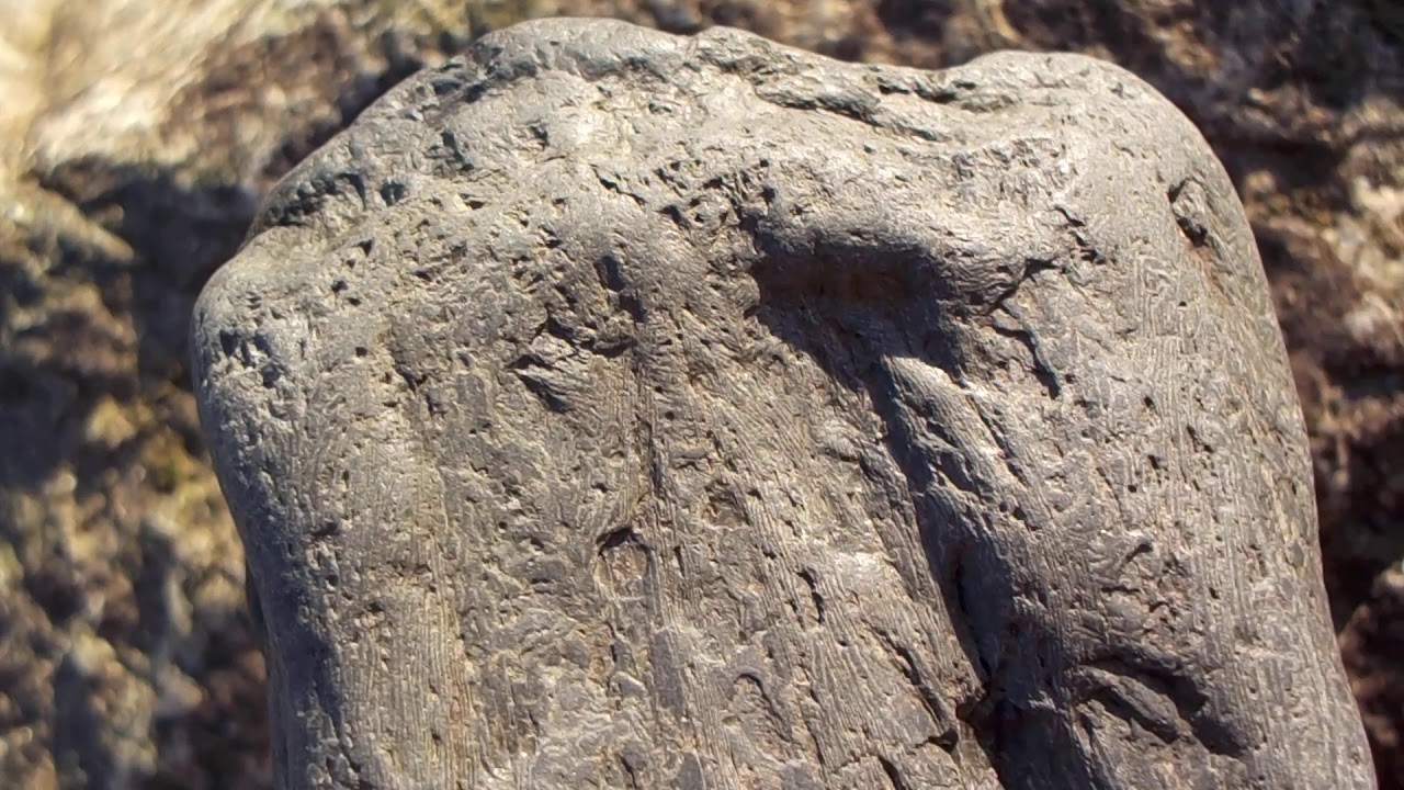 lyginopteris seedfern fossil Dec 26 2019 - YouTube