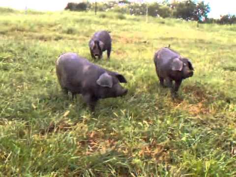 Large Black Hogs - YouTube