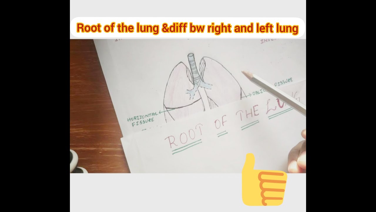 Root of the lung(components and arrangement of str's in it ...
