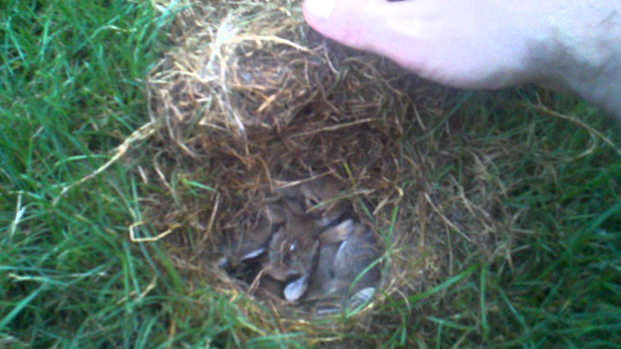 Baby Rabbits in the Yard - YouTube