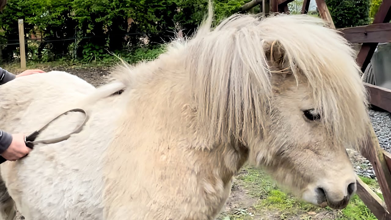Adorable Shetland Ponies Get Pampered by Little Pal - YouTube