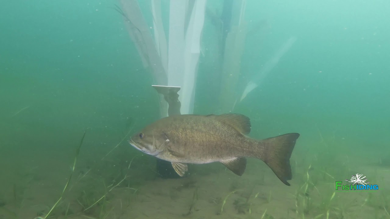 The Science Behind Fishiding Artificial Fish Habitat-Underwater Video ...