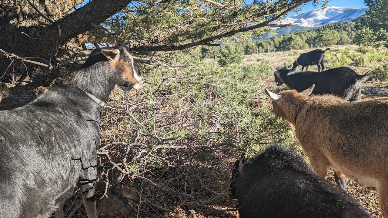⚡ Lightning Goats ⚡ Live Goat Feeder - YouTube