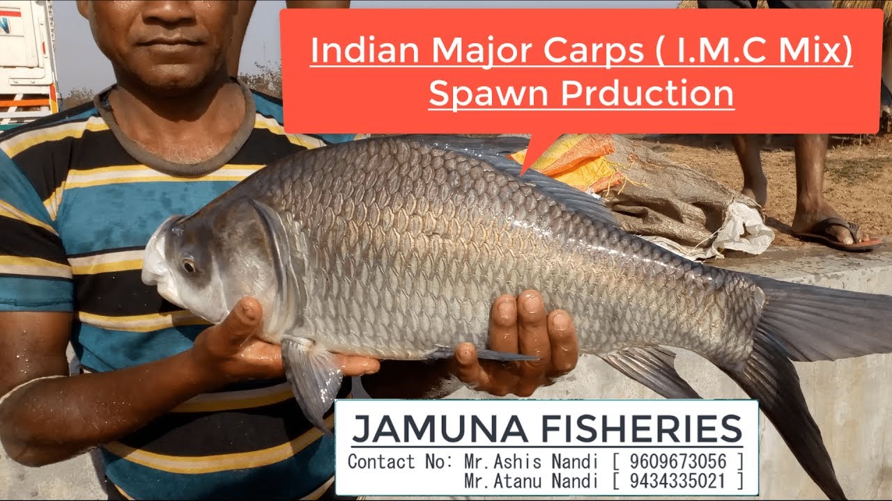 Indian major carp(IMC) spawn production [ JAMUNA FISHERIES in Ramsagar ...