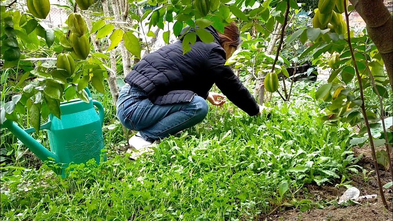 Vegetable care, watering and weeding | farmers & rural life - YouTube