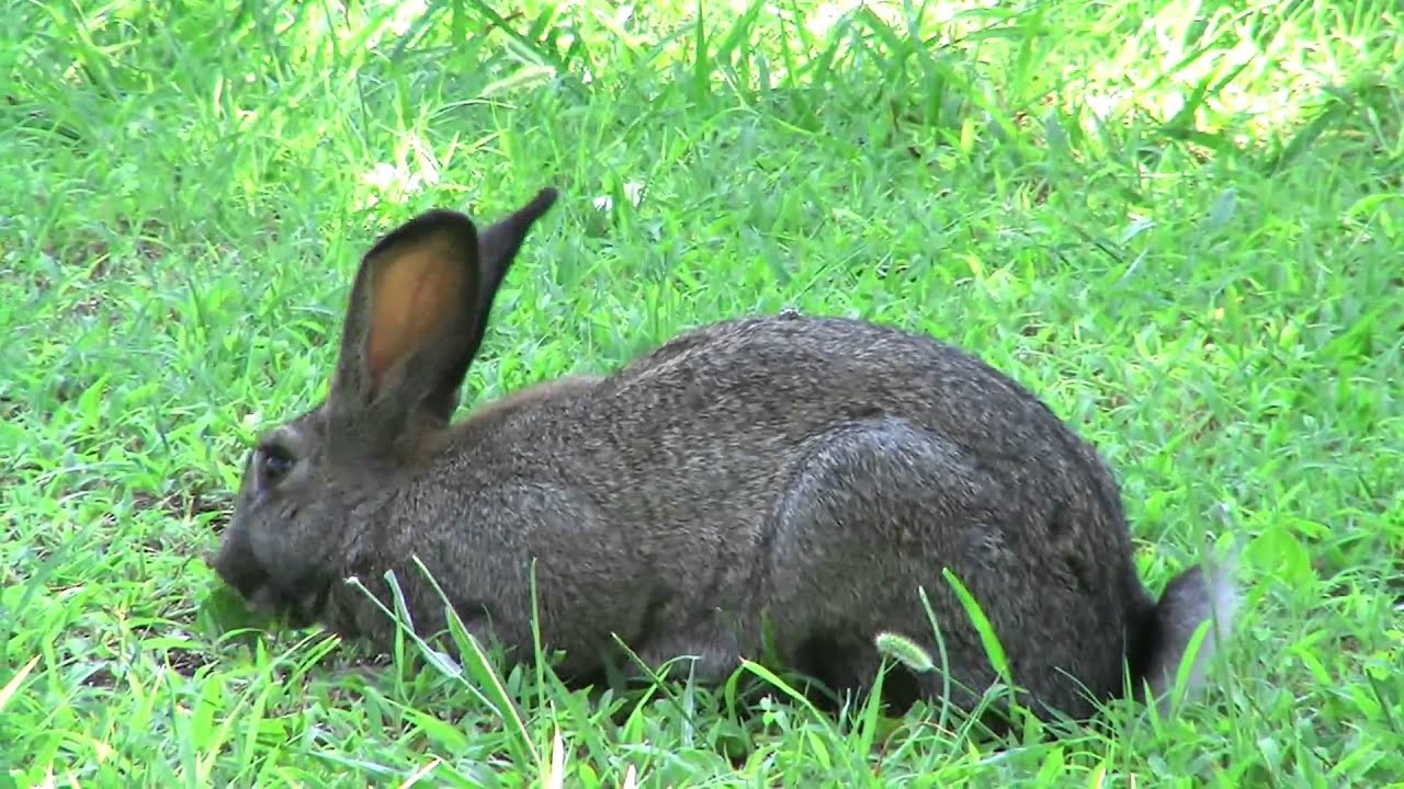 Rabbit in the yard, Greece (Summer 2009) - YouTube