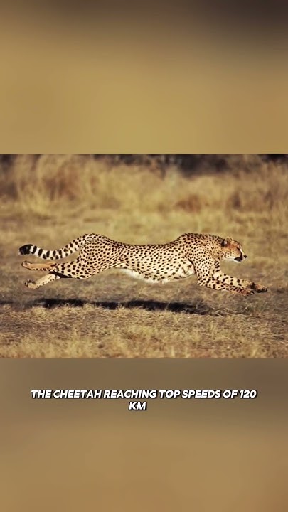 10 Fastest Animals in the World #animals #peregrinefalcon #cheetah # ...