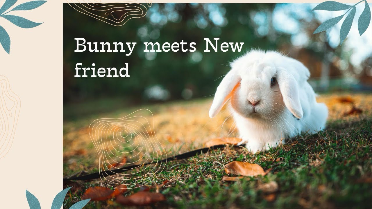 Rabbit Chasing A Pup Toy | Playtime Fun - YouTube