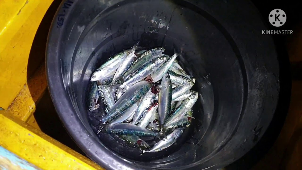 TAMBAN FISHING/ISLAND LIFE/FISHNET/ISDANG TAMBAN - YouTube