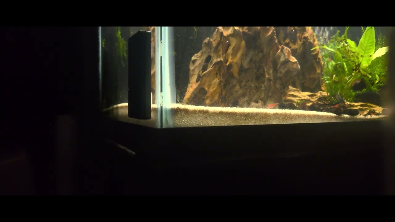 Siphon Technique - Shrimp Tank with sand - YouTube