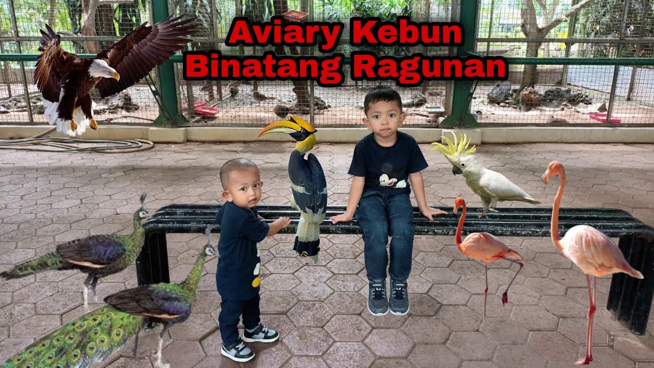 Aviary terbesar di jakarta selatan || Kebun Binatang Ragunan - YouTube